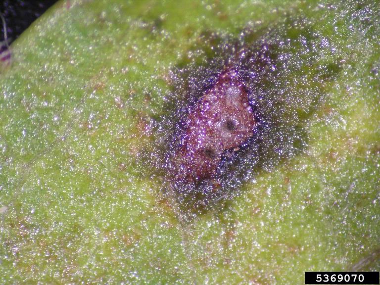 Cercospora fungi (Genus Cercospora Fresen.)