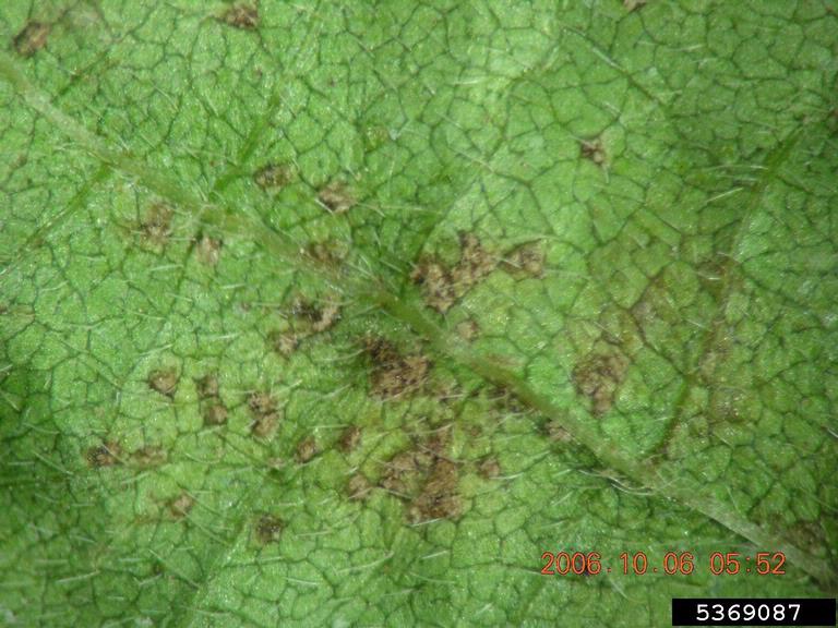 soybean rust (Phakopsora pachyrhizi Syd. & P. Syd.)