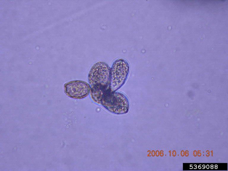 soybean rust (Phakopsora pachyrhizi Syd. & P. Syd.)