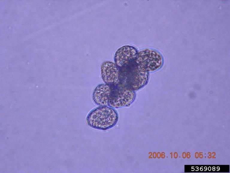 soybean rust (Phakopsora pachyrhizi Syd. & P. Syd.)