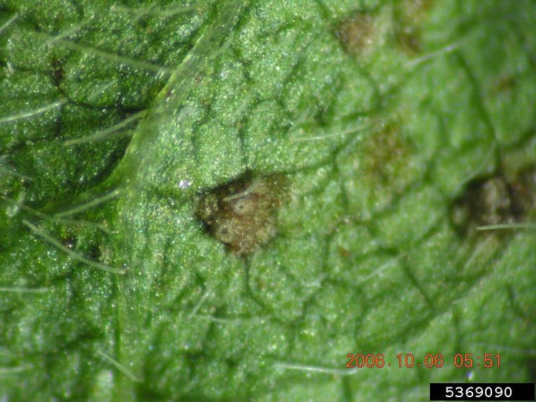 soybean rust (Phakopsora pachyrhizi)