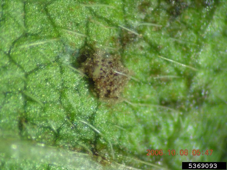 soybean rust (Phakopsora pachyrhizi)