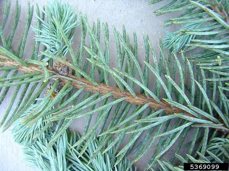 Stigmina leaf spots (Genus Stigmina Sacc.)