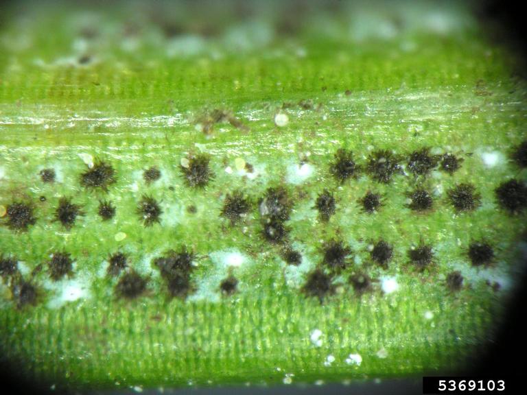 Stigmina leaf spots (Genus Stigmina)