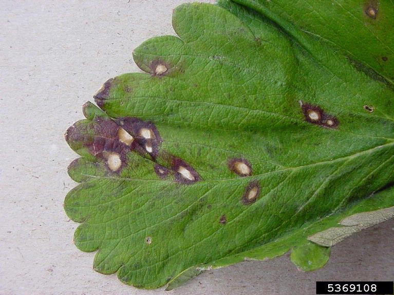 strawberry leaf spot (Mycosphaerella fragariae)