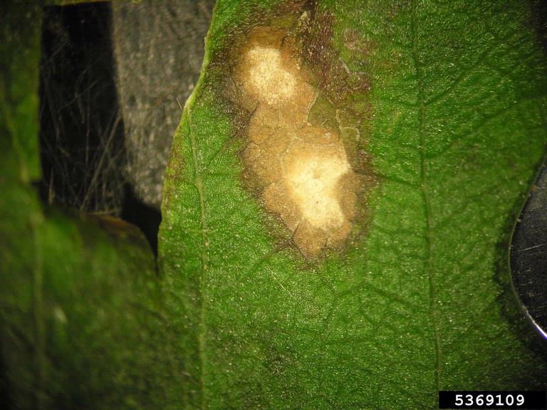 strawberry leaf spot (Mycosphaerella fragariae ) on strawberry ...