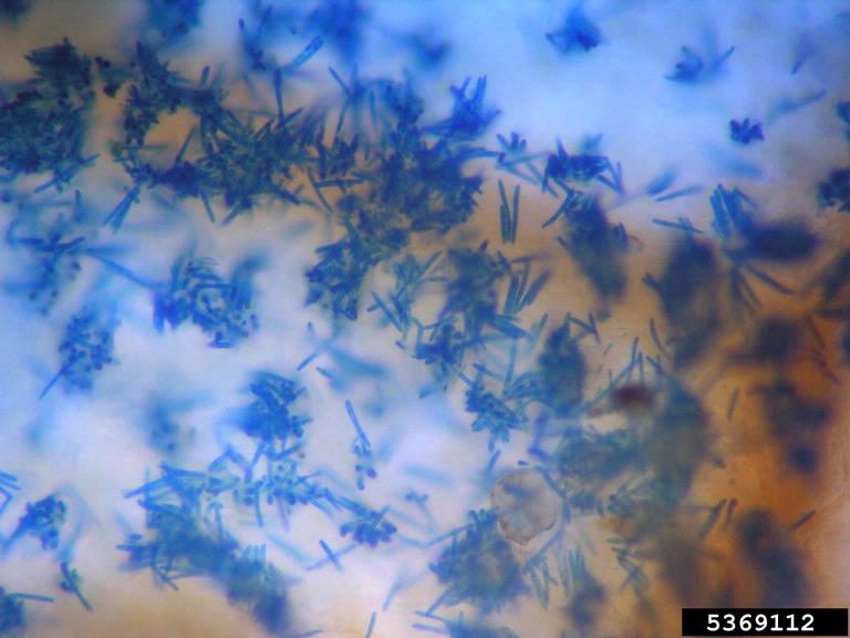 Mycosphaerella fragariae (Tul.) Lindau (Synonym for Ramularia ...