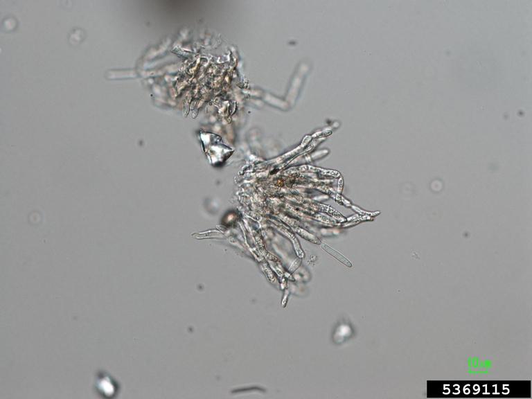 strawberry leaf spot (Mycosphaerella fragariae)