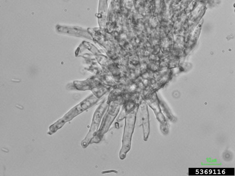 Mycosphaerella fragariae (Tul.) Lindau (Synonym for Ramularia ...