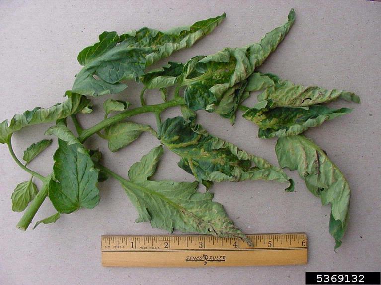 edema on garden tomato (Solanum lycopersicum ) - 5369132