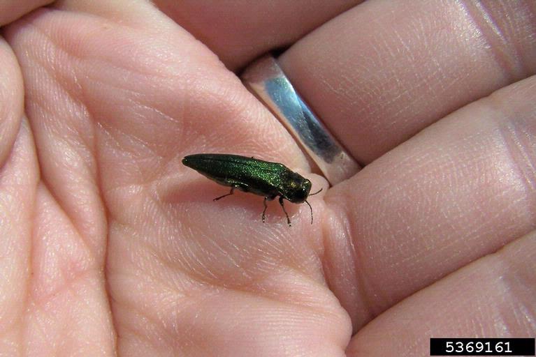 emerald ash borer (Agrilus planipennis Fairmaire, 1888)