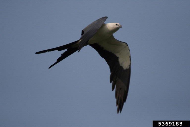 American swallow-tailed kite (Elanoides forficatus (Linnaeus, 1758))