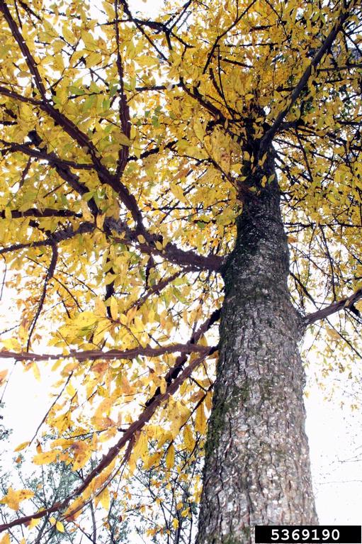 winged elm (Ulmus alata)