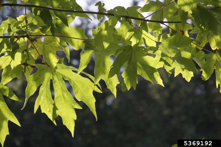 bigleaf maple (Acer macrophyllum)