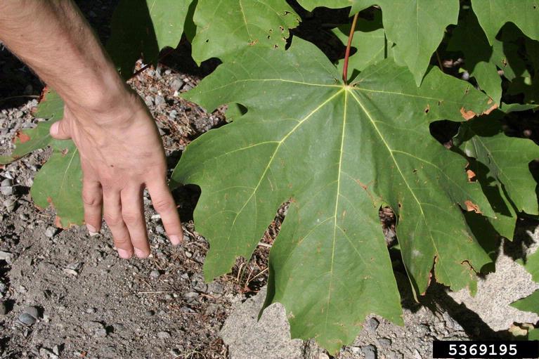 bigleaf maple (Acer macrophyllum)