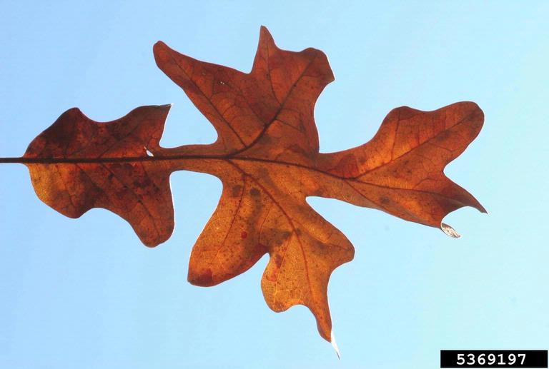 post oak (Quercus stellata Wangenh.)