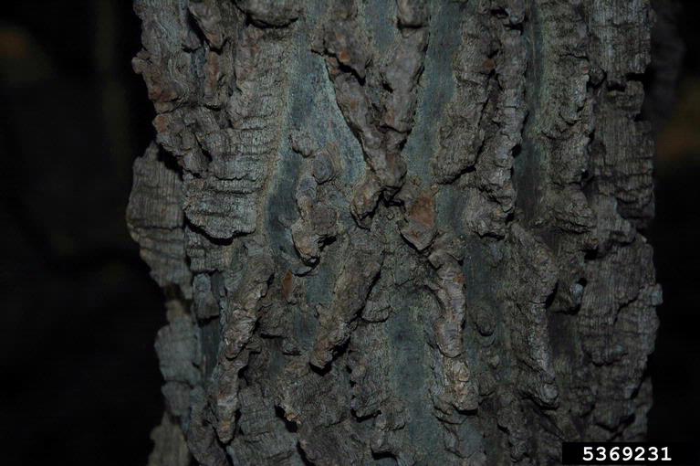 common hackberry (Celtis occidentalis L.)