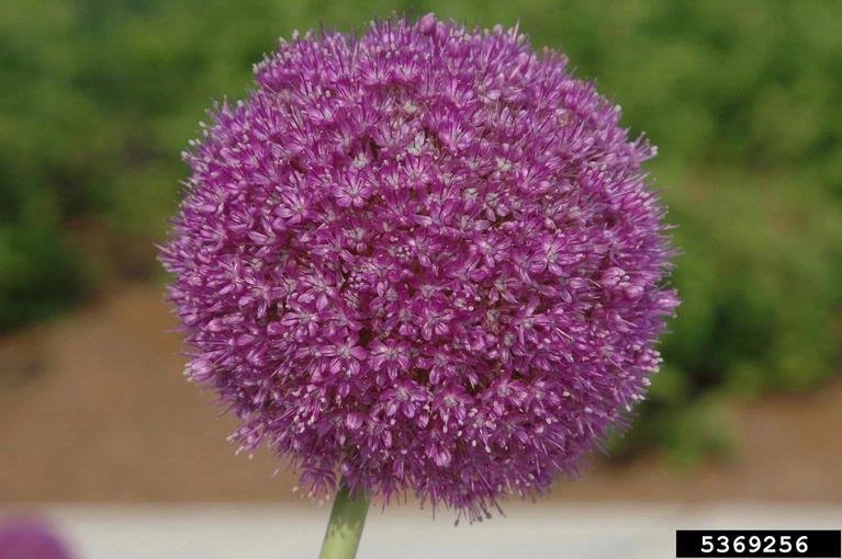 onions (Genus Allium L.)