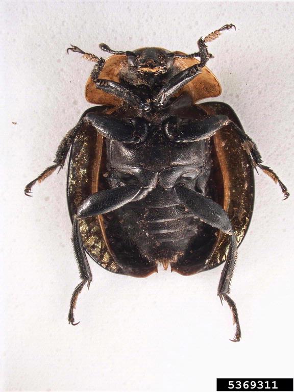 American carrion beetle (Necrophila americana (Linnaeus, 1758))