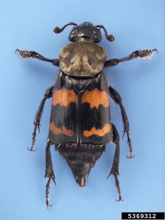 tomentose burying beetle (Nicrophorus tomentosus Weber, 1801)