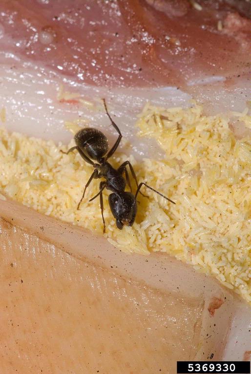 ants (Formicidae) (Family Formicidae)