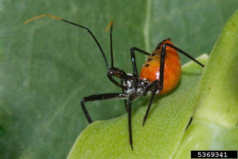 wheel bug (Arilus cristatus)
