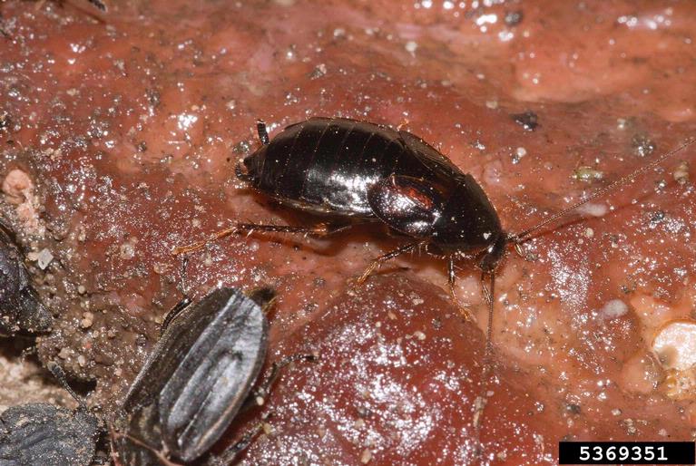 Blattid cockroaches (Family Blattidae)