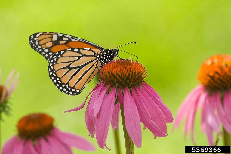 monarch butterfly (Danaus plexippus (Linnaeus, 1758))