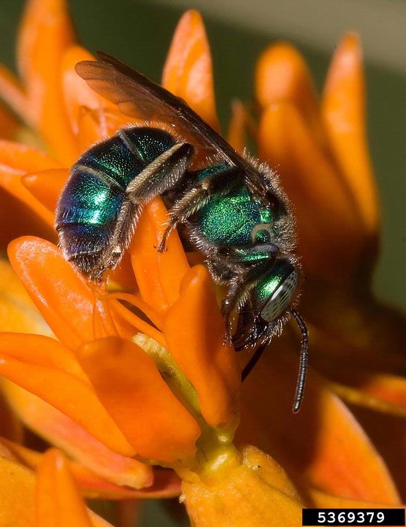 sweat bees (family Halictidae), (Hymenoptera: Halictidae) - 5369379