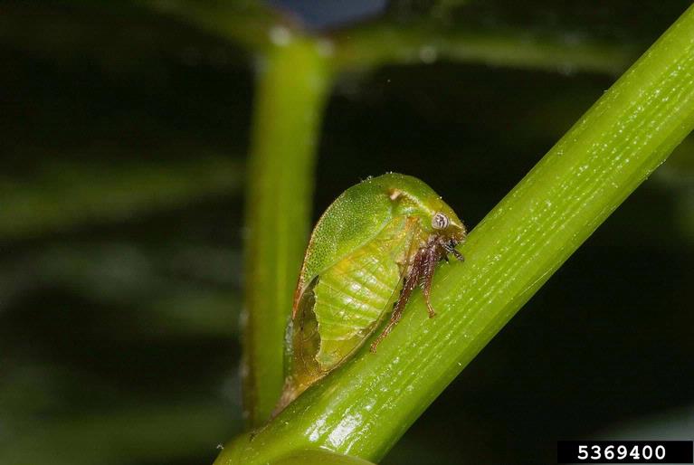 treehoppers (family Membracidae), (Hemiptera: Membracidae) - 5369400