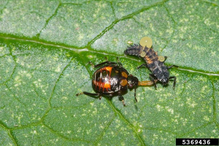 stink bugs (Family Pentatomidae Leach, 1815)