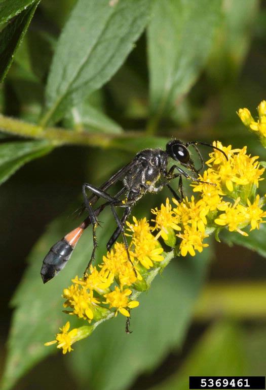 Sphecid wasps (Family Sphecidae)
