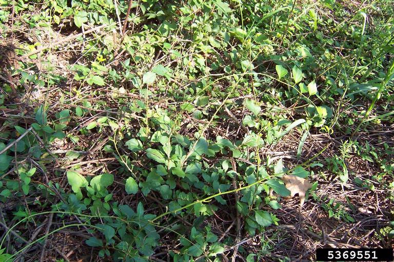 round leaf bittersweet (Celastrus orbiculatus Thunb.)