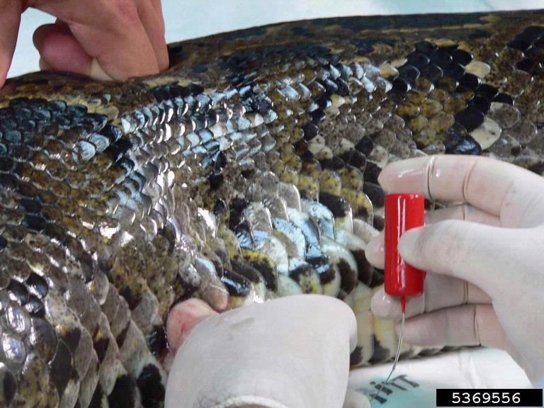 Burmese python (Python molurus ssp. bivittatus)