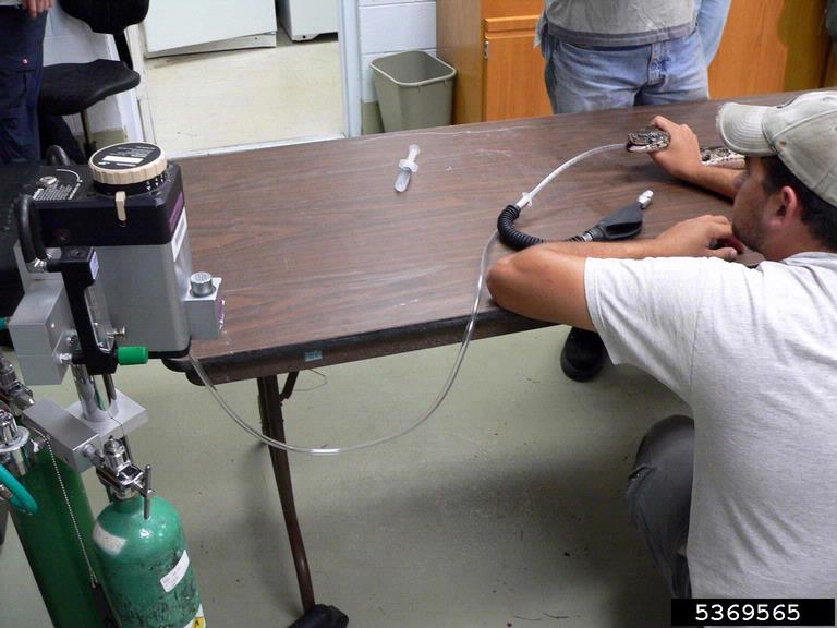 Burmese python (Python molurus ssp. bivittatus Kuhl, 1820)