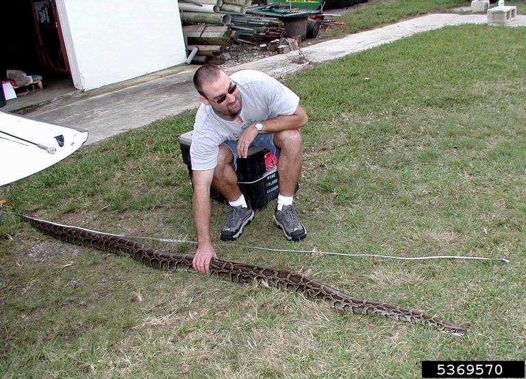 Burmese python (Python molurus ssp. bivittatus Kuhl, 1820)