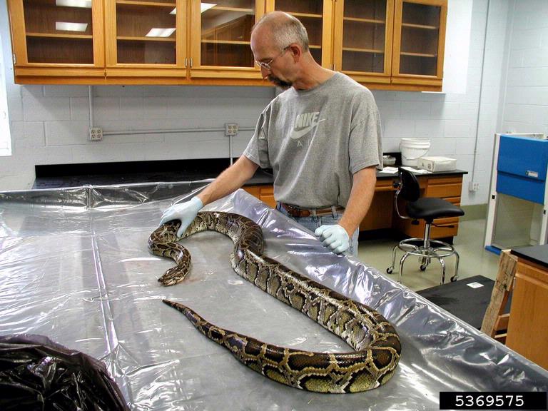 Burmese python (Python molurus ssp. bivittatus Kuhl, 1820)