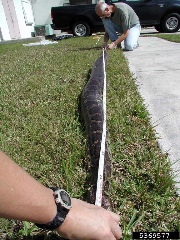Burmese python (Python molurus ssp. bivittatus)