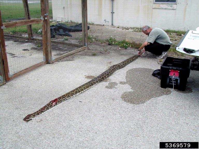Burmese python (Python molurus ssp. bivittatus Kuhl, 1820)