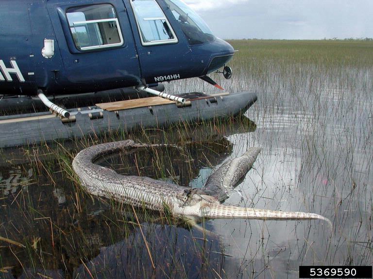 Burmese python (Python molurus ssp. bivittatus)
