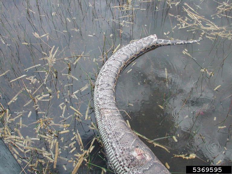 Burmese python (Python molurus ssp. bivittatus)