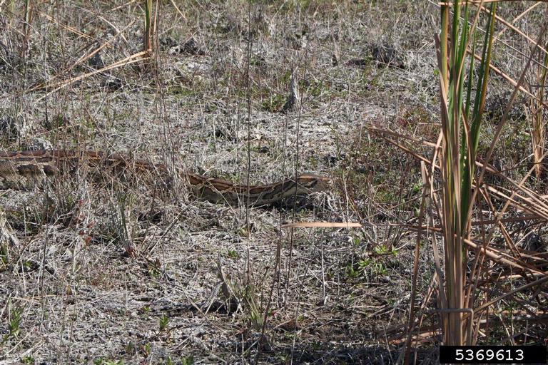 Burmese python (Python molurus ssp. bivittatus Kuhl, 1820)