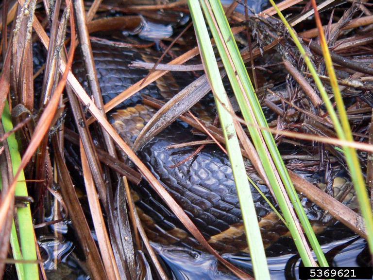 Burmese python (Python molurus ssp. bivittatus Kuhl, 1820)