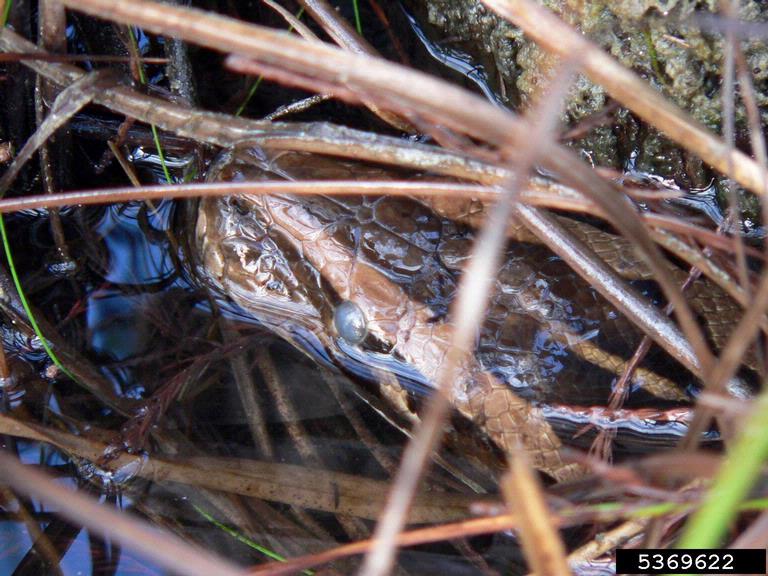 Burmese python (Python molurus ssp. bivittatus Kuhl, 1820)