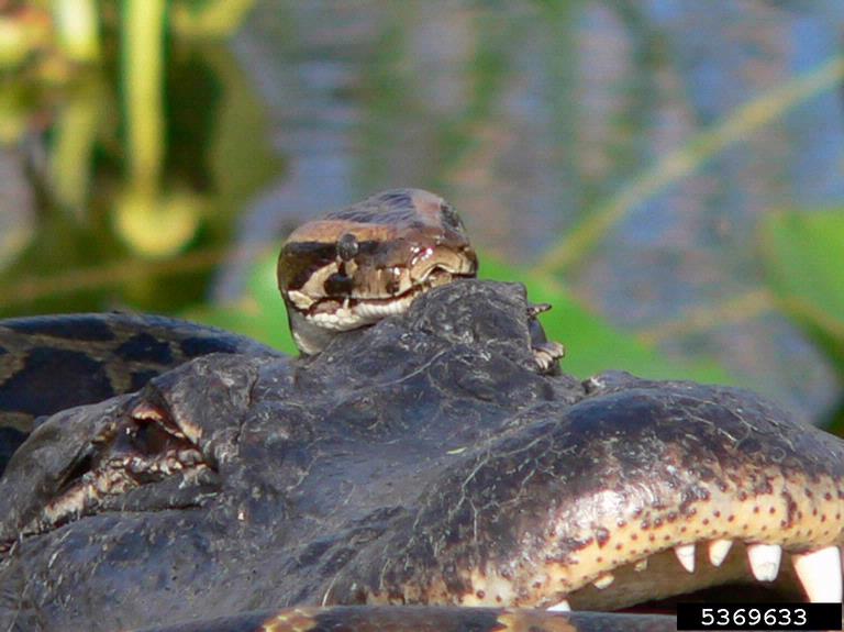 Burmese python (Python molurus ssp. bivittatus Kuhl, 1820)
