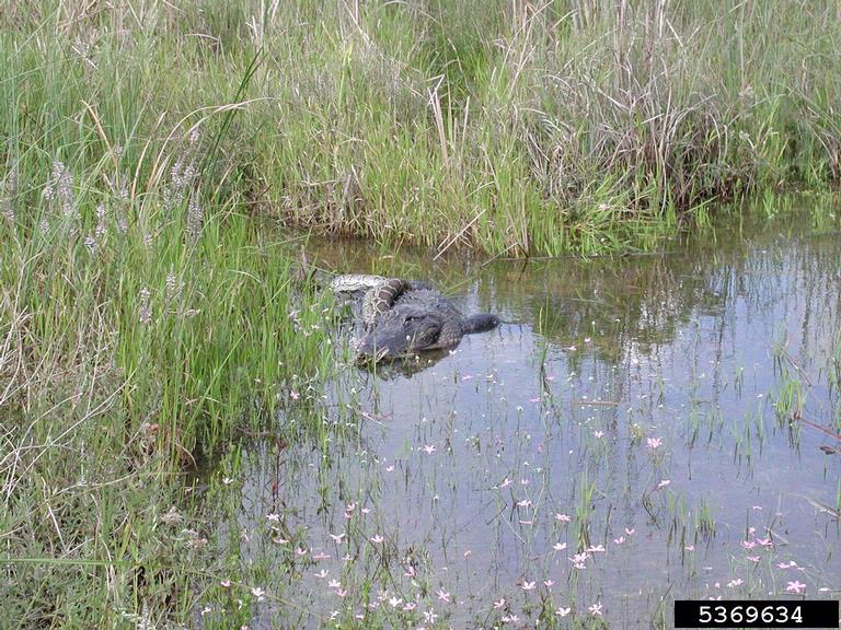 American alligator (Alligator mississippiensis ) on Burmese python ...