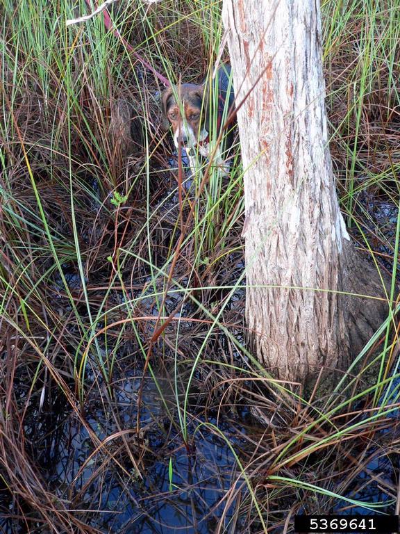 Burmese python (Python molurus ssp. bivittatus Kuhl, 1820)