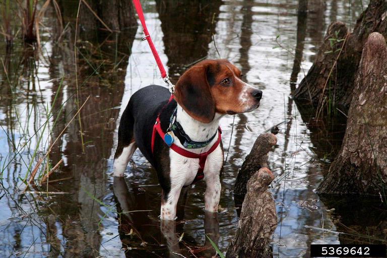 Burmese python (Python molurus ssp. bivittatus)