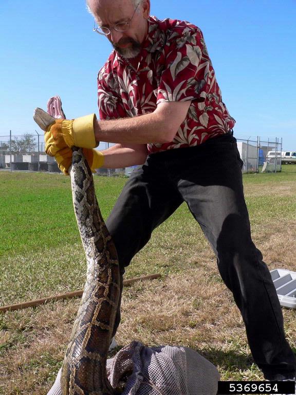 Burmese python (Python molurus ssp. bivittatus Kuhl, 1820)