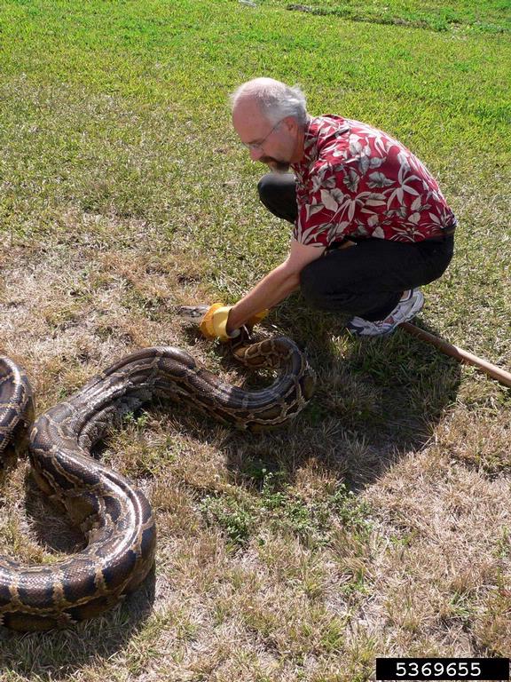 Burmese python (Python molurus ssp. bivittatus Kuhl, 1820)